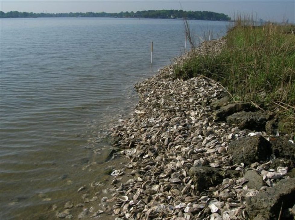 Elizabeth River Project - Keep Virginia Beautiful